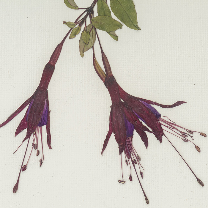 Cuadro flor Chilco pequeño - Primeros Pueblos